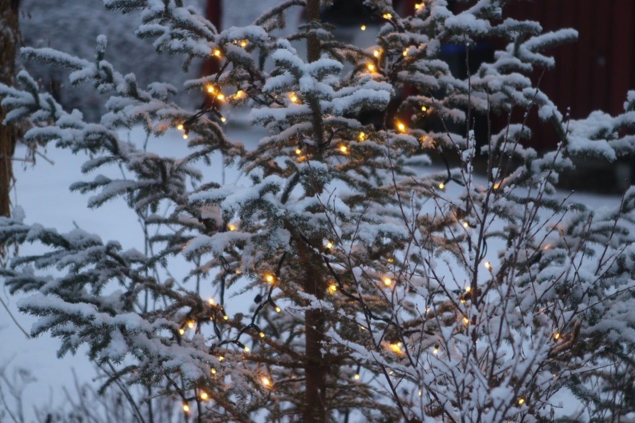 12 Ways to Celebrate a Sustainable Christmas – Lofoten Seaweed