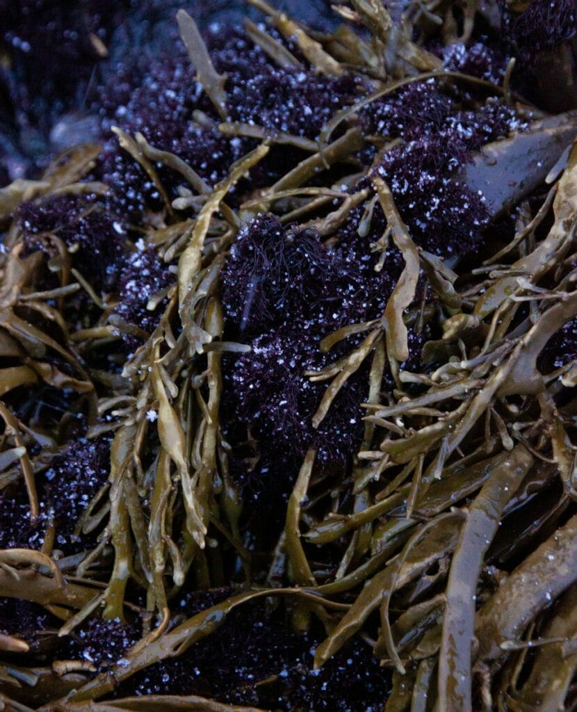 Truffle Seaweed – Lofoten Seaweed | From Lofoten, Weed Love.