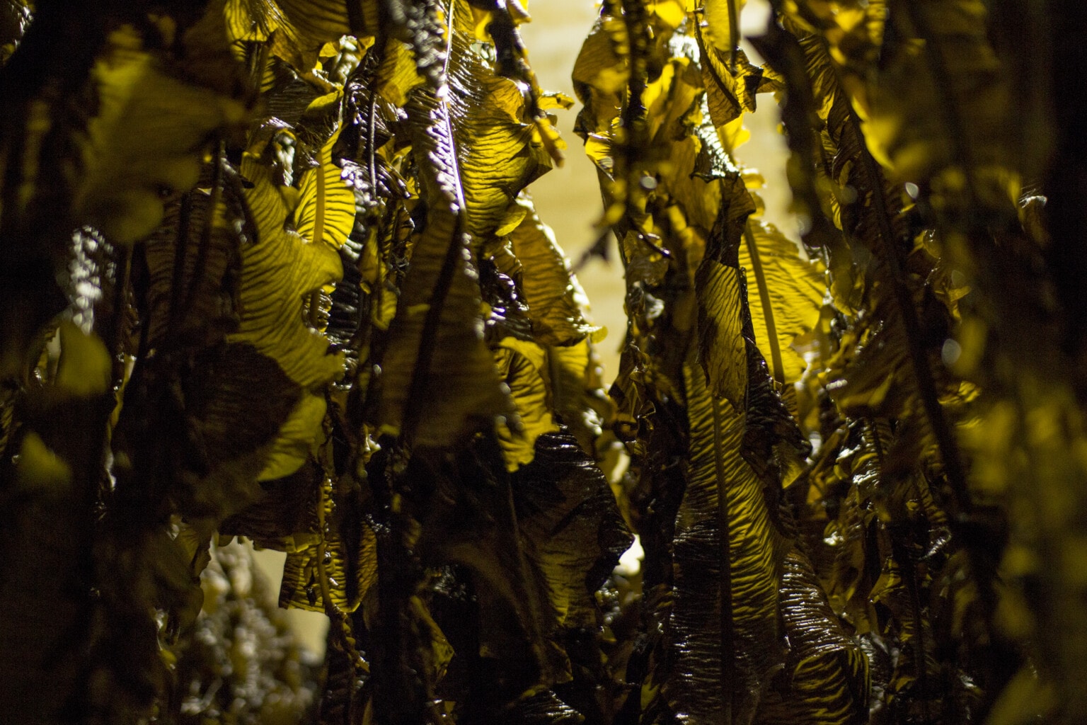 Winged kelp – Lofoten Seaweed | From Lofoten, Weed Love.