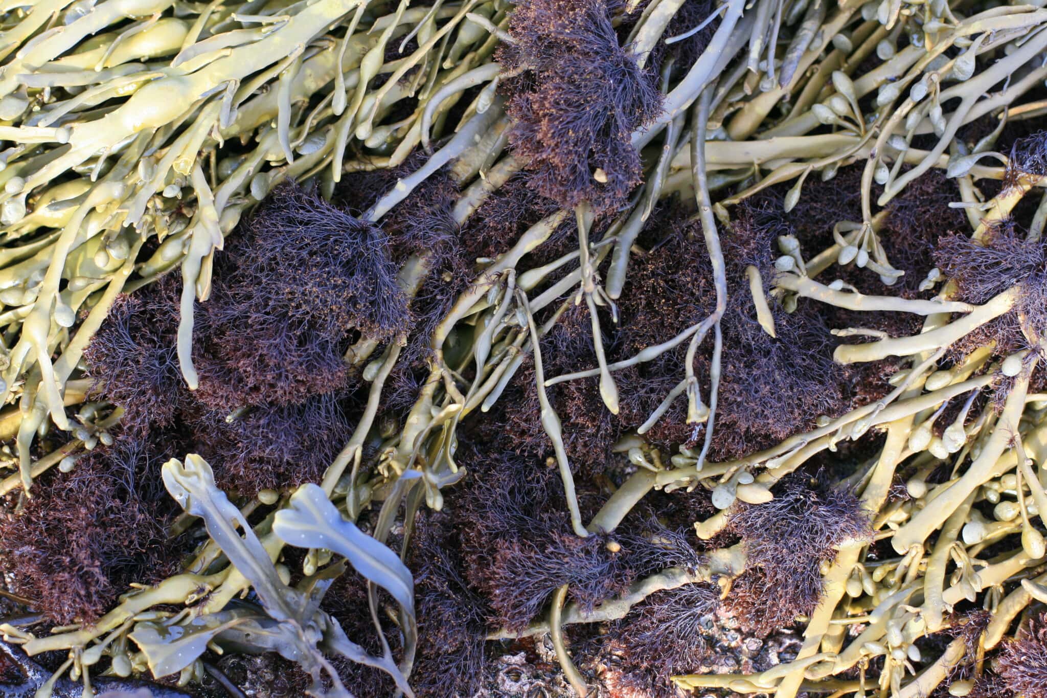 Truffle seaweed – Lofoten Seaweed | From Lofoten, Weed Love.