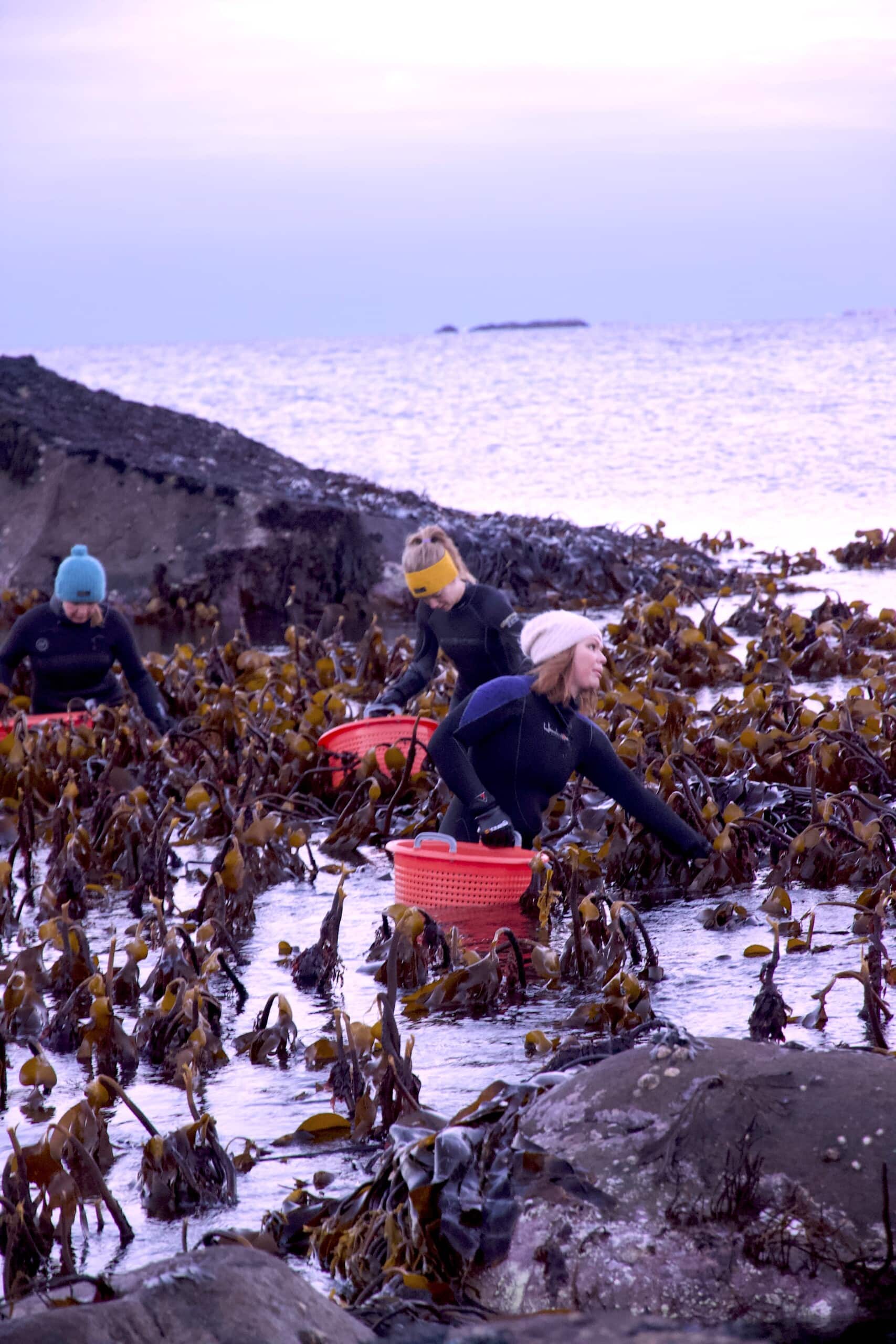 Taking a fair share: Sustainable harvesting at Lofoten Seaweed ...