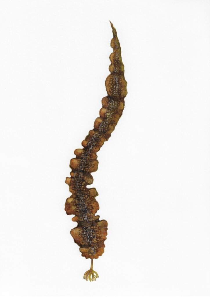 Sugar kelp - the sweet treat from the ocean | Our Seaweed