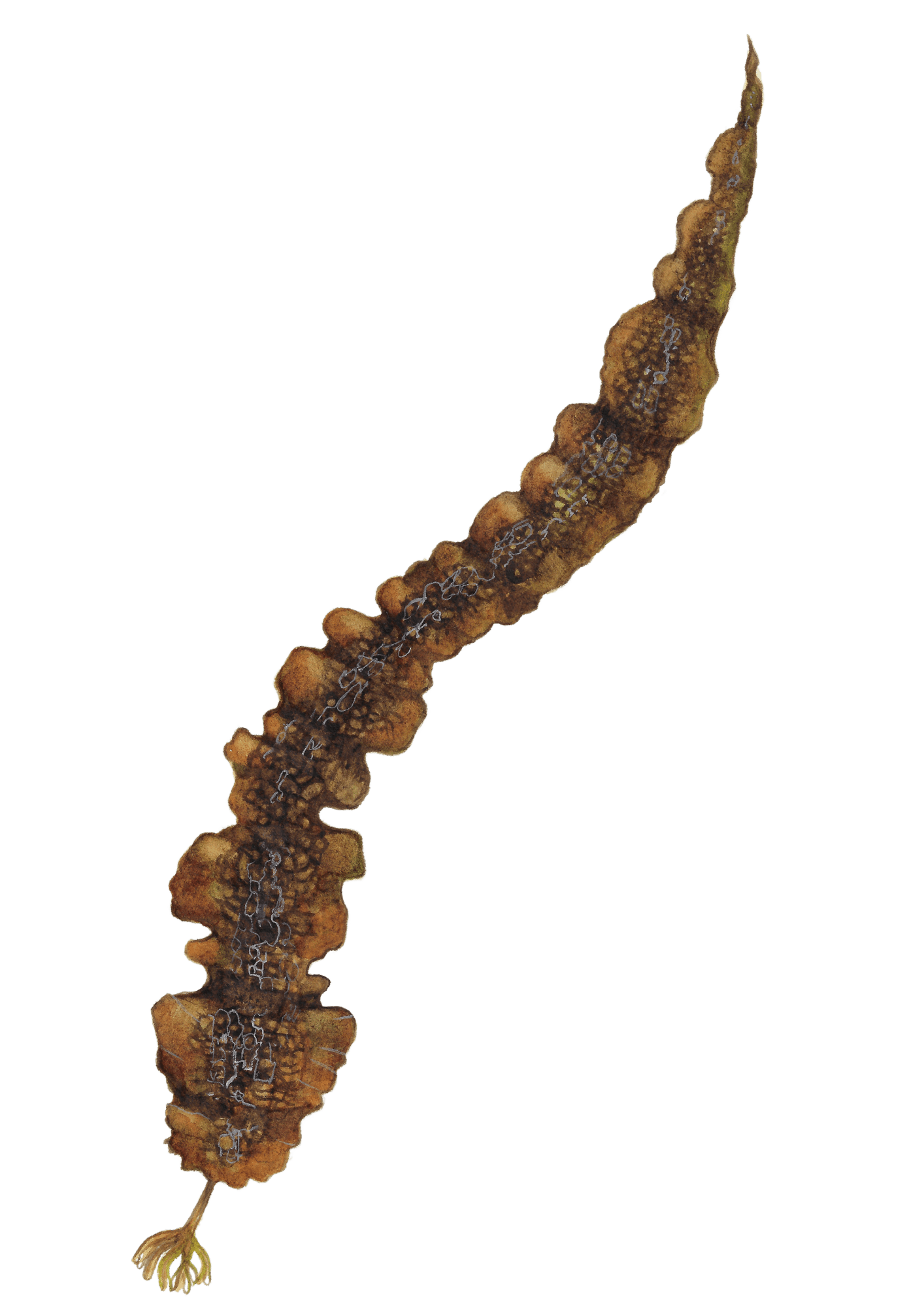 Sugar kelp - the sweet treat from the ocean | Our Seaweed