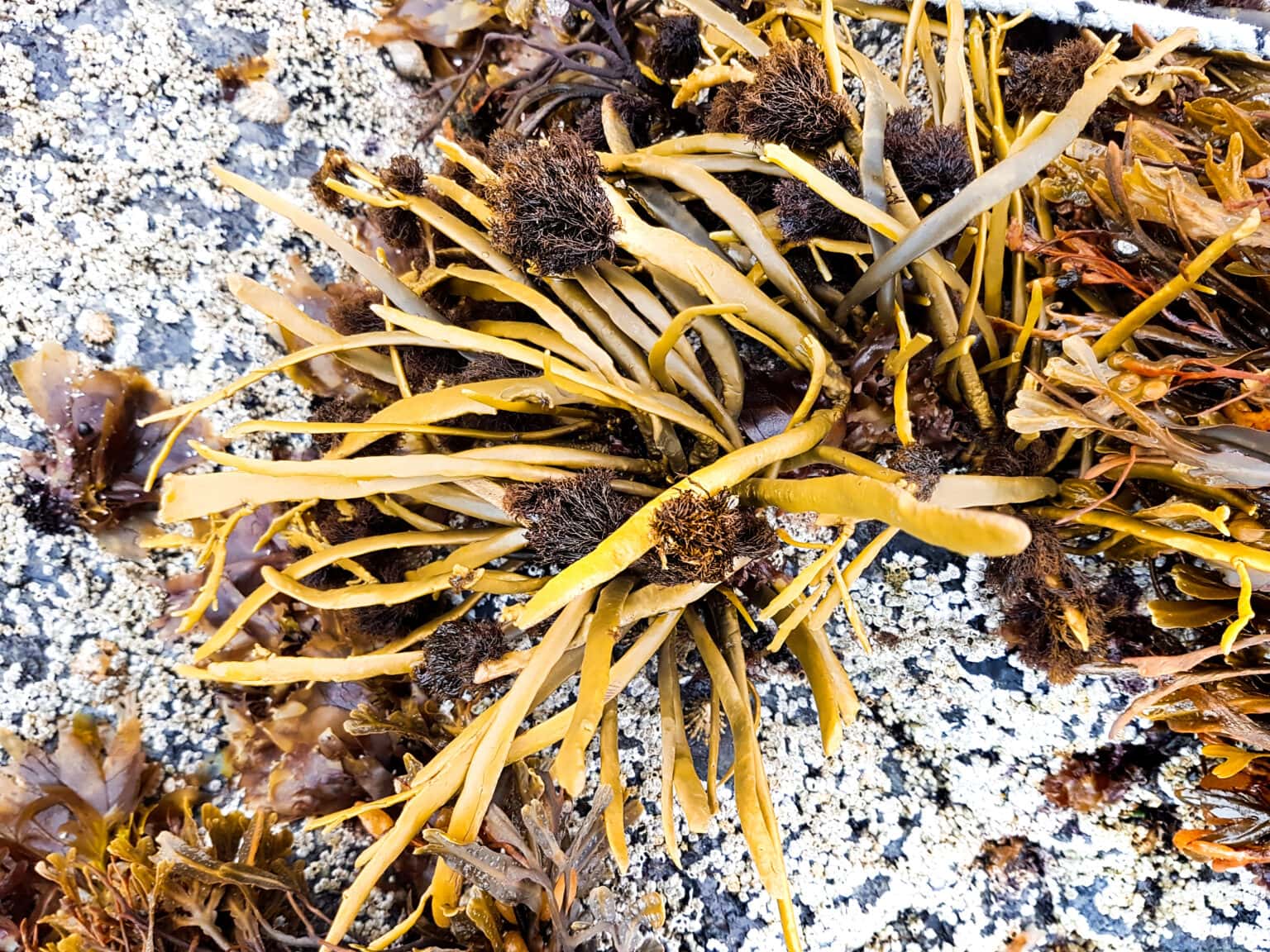 6 Benefits of seaweed for skin and hair – Lofoten Seaweed | From ...