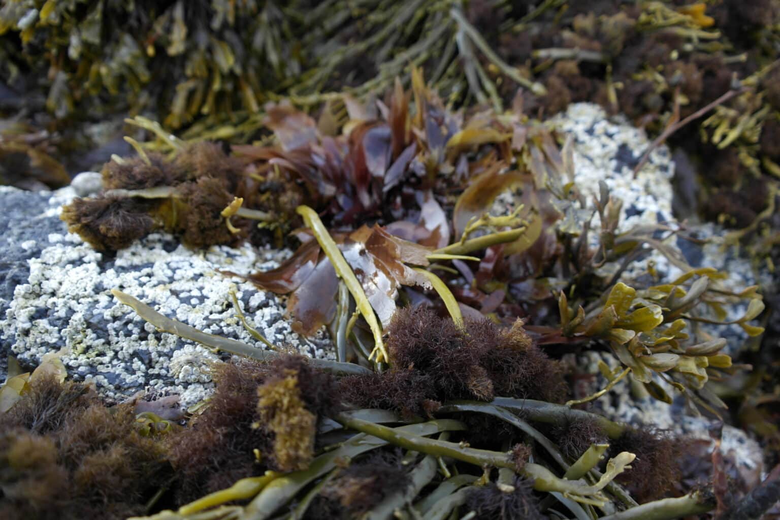 6 Benefits of seaweed for skin and hair – Lofoten Seaweed | From ...