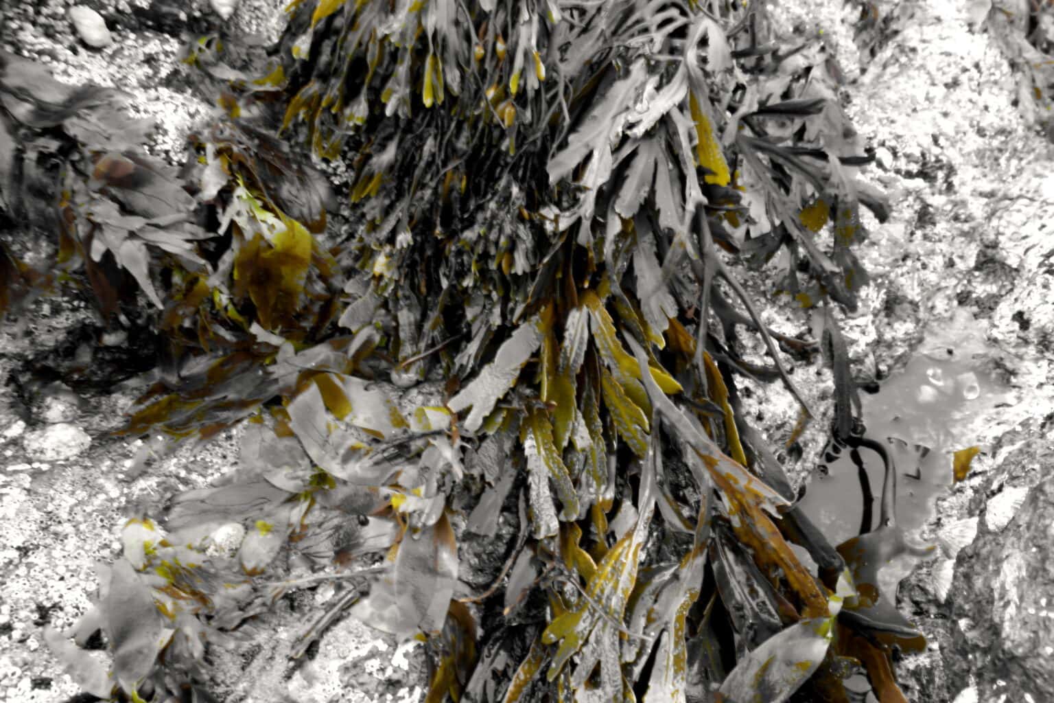 6 Benefits of seaweed for skin and hair – Lofoten Seaweed | From ...